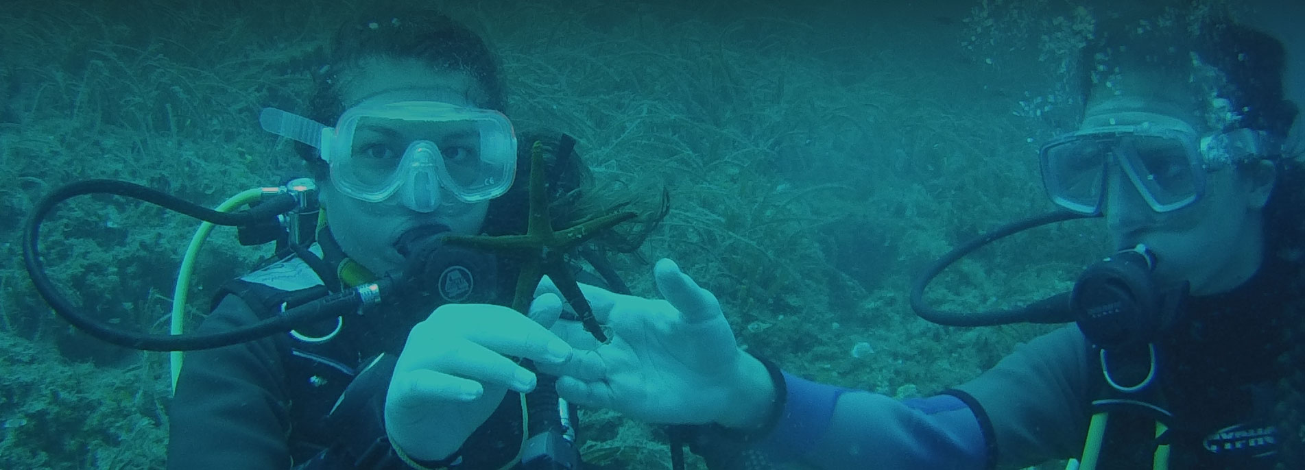 Diving and Courses - Triton Dive Center